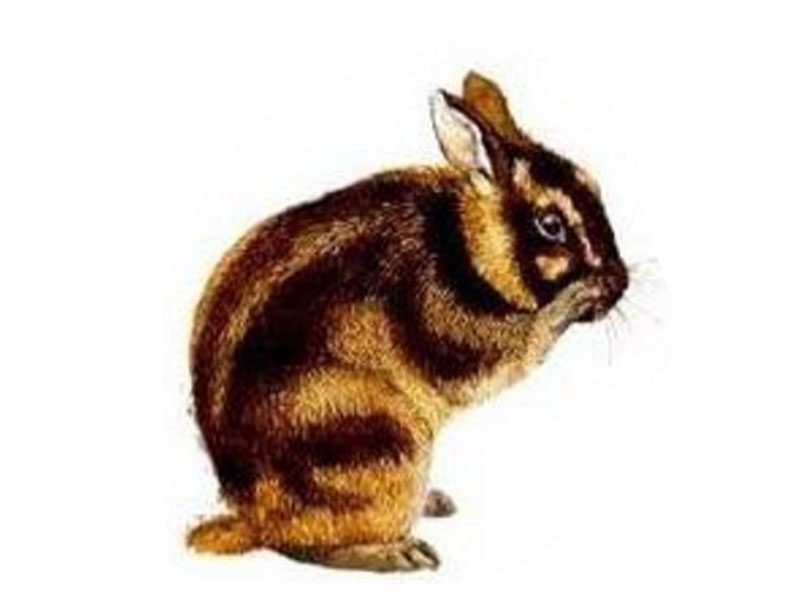 Sumatran striped rabbit | Praise Jesus