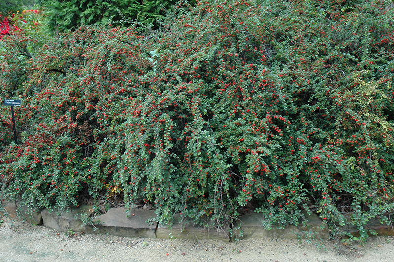 Cotoneaster shrub plant2 | Praise Jesus